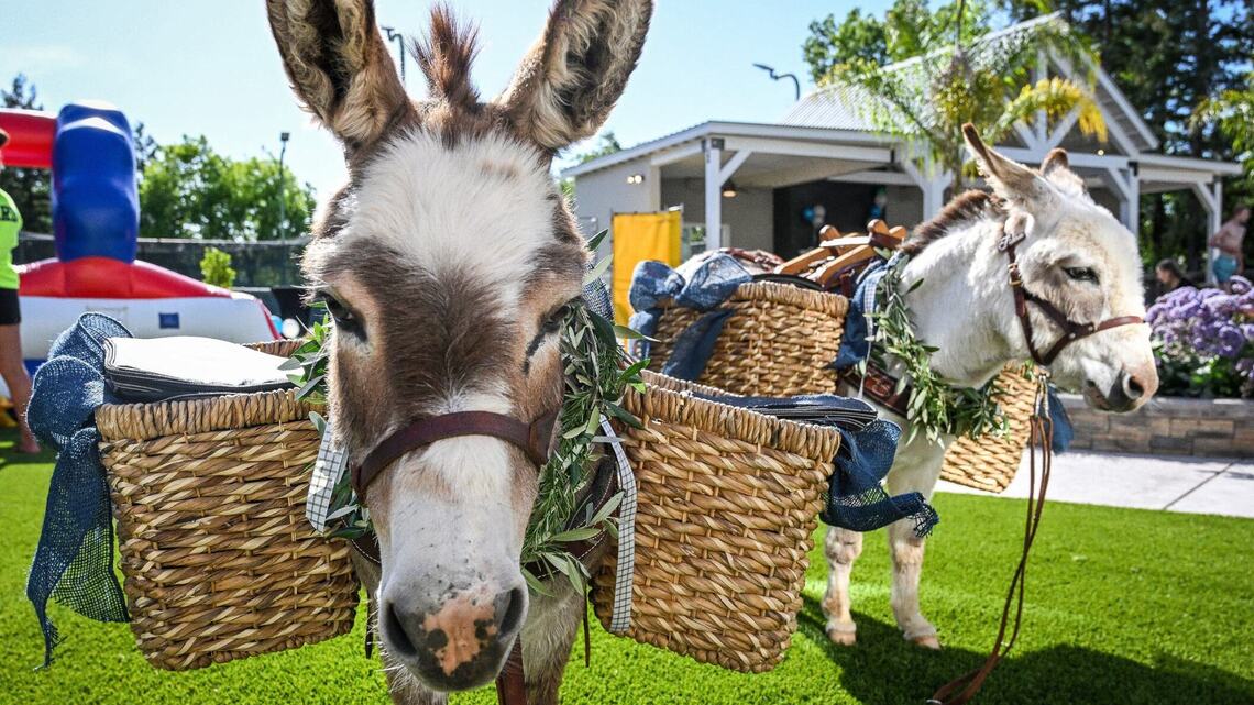 Mini donkeys with drinks is a growing trend for parties | Fresno Bee