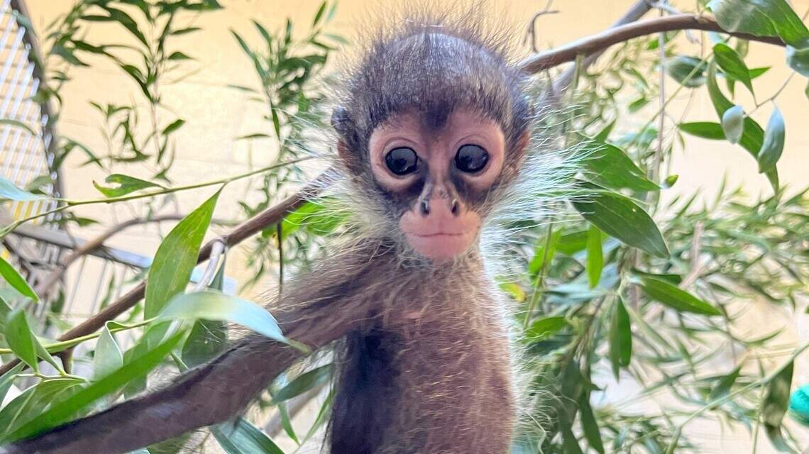 Baby monkey found in DUI stop rehabilitated in Oakland CA | Modesto Bee