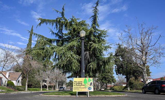 Tree trimmers target Fresno High cedars... that’s a good thing | Fresno Bee