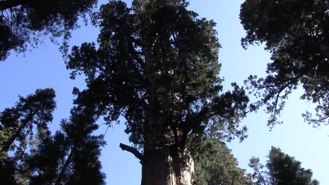 General Sherman giant sequoia checked for bark beetle damage | Fresno Bee