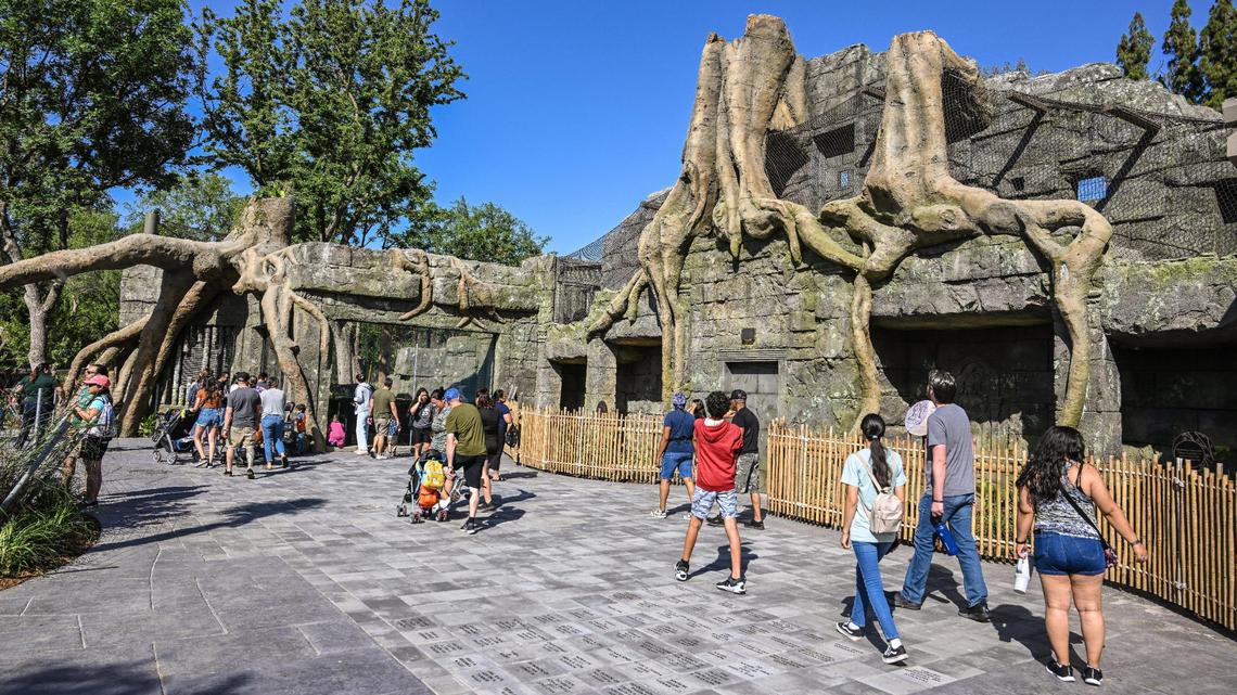 Fresno Chaffee Zoo brings back Malaysian tigers, sloth bears | Fresno Bee