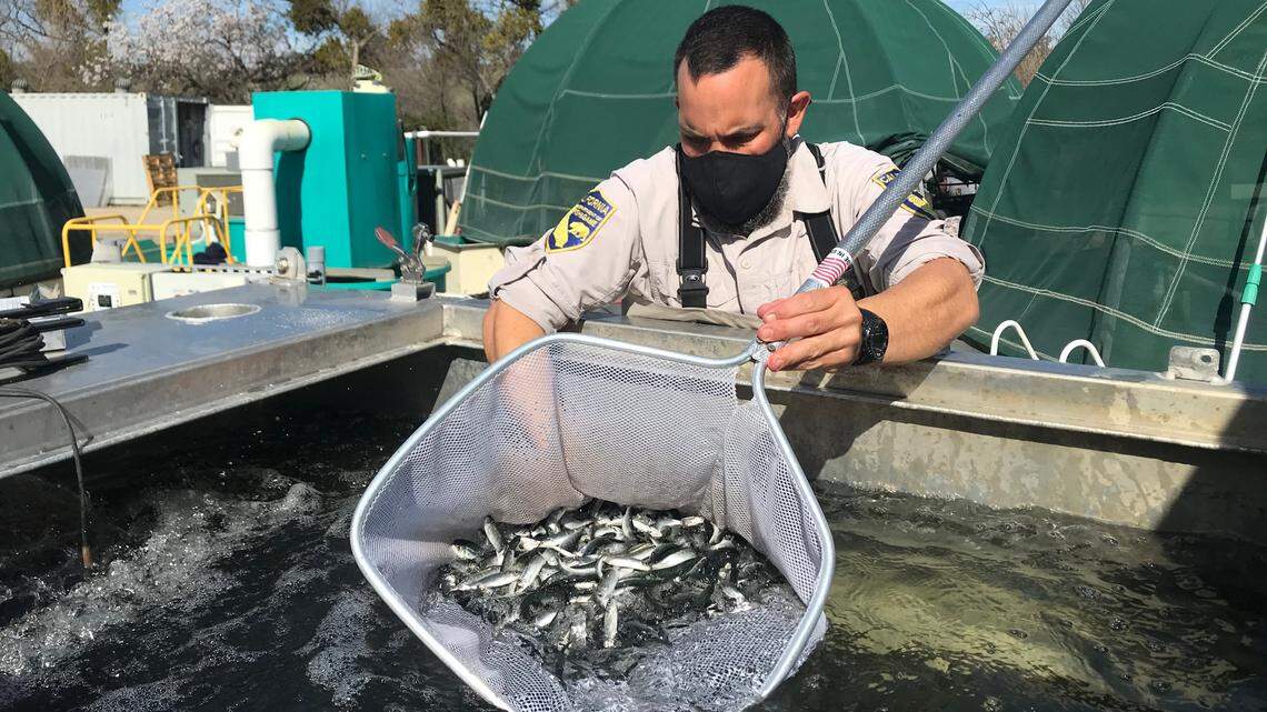 Planes drop CDFW hatchery fish for trout stocking in Sierras ...