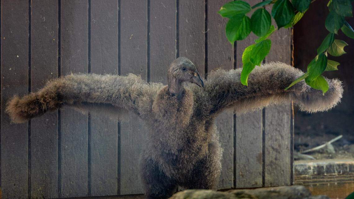 Adorable, fuzzy creature born at Fresno Chaffee Zoo: Photos | Merced ...
