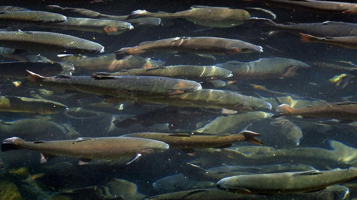 Trail Mix for Sept. 10: 155,000 fish die at American River Hatchery ...